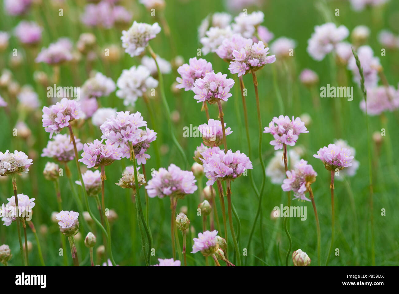 Engels gras hi-res stock photography and images - Alamy