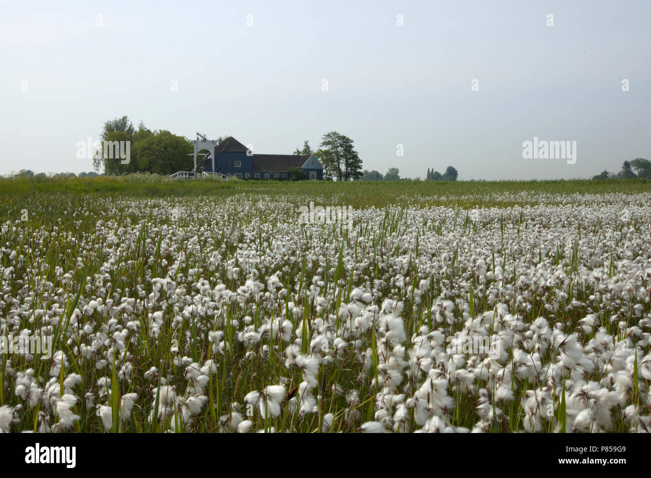 Veld met Veenpluis, Field with Common Cottongrass Stock Photo - Alamy
