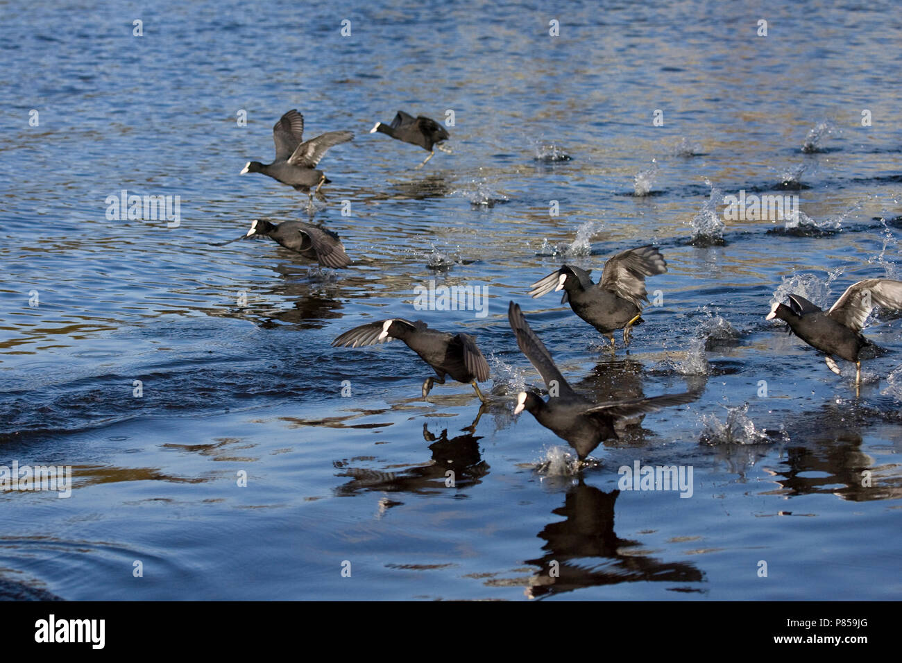 Groep Meerkoeten met haast; Eurasian Coots in a hurry Stock Photo - Alamy