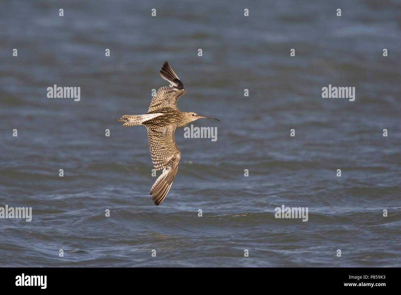 Vliegende Wulp; Flying Eurasian Curlew Stock Photo - Alamy