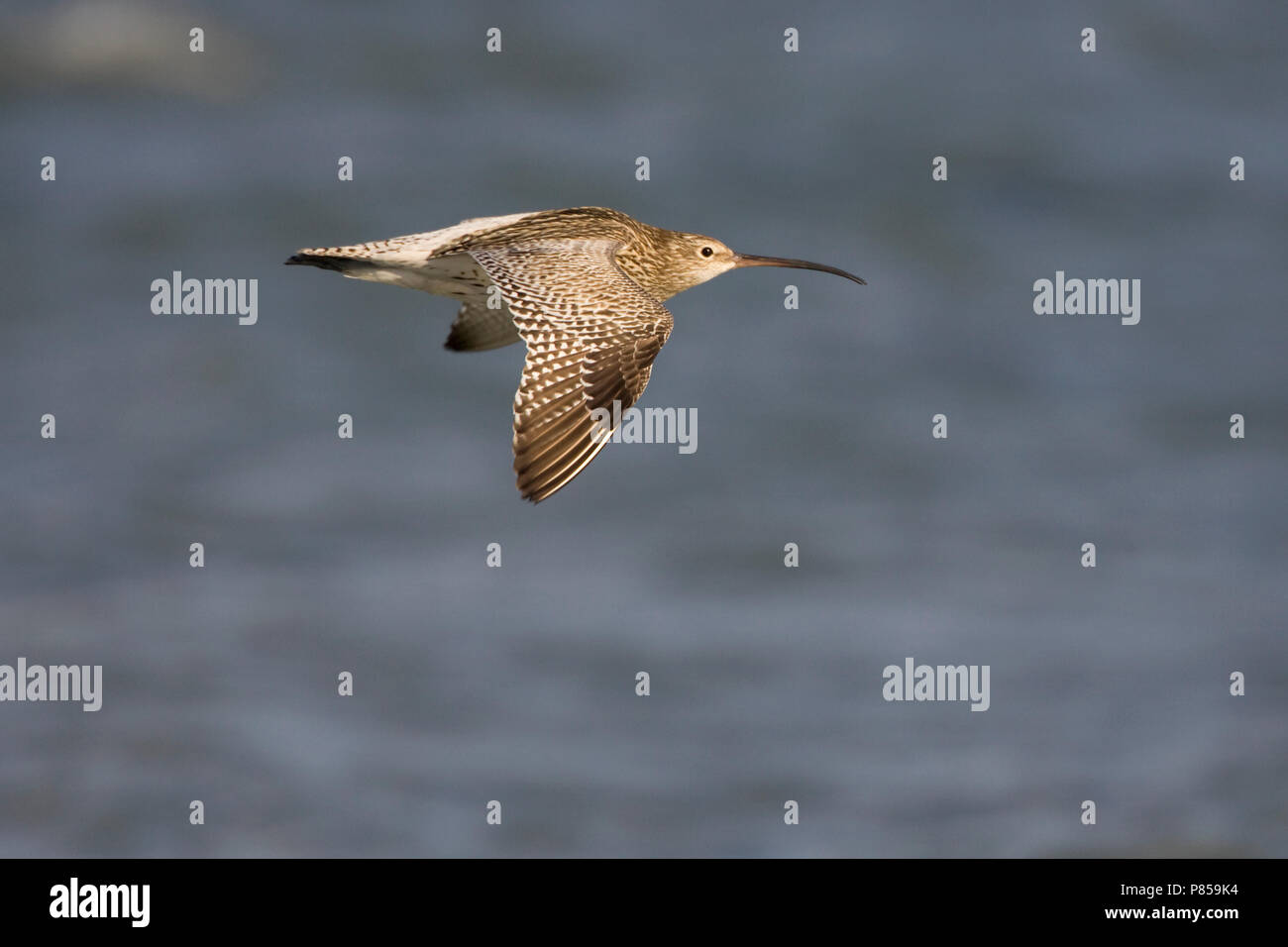 Vliegende Wulp; Flying Eurasian Curlew Stock Photo - Alamy
