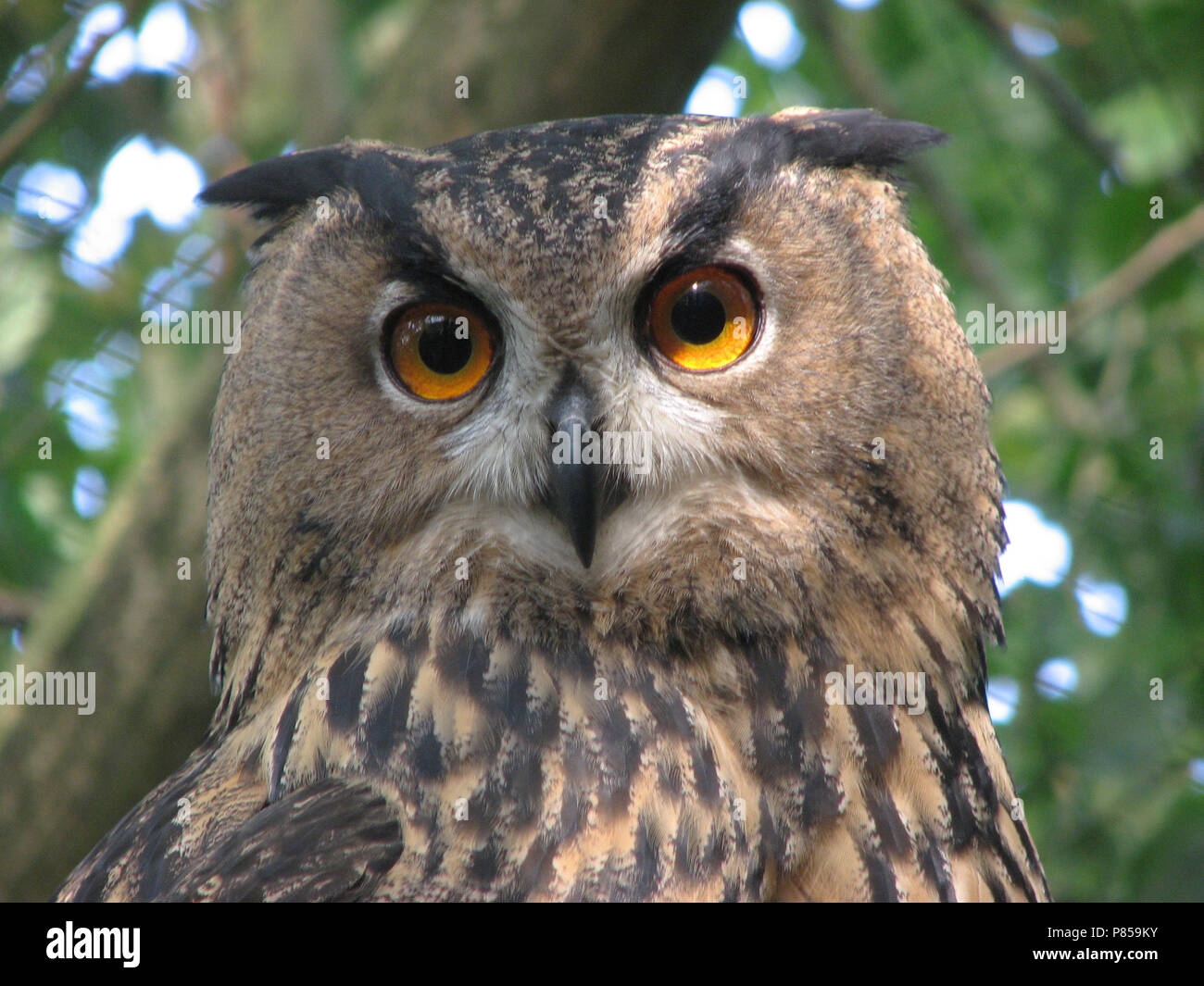 Kopstudie hi-res stock photography and images - Alamy