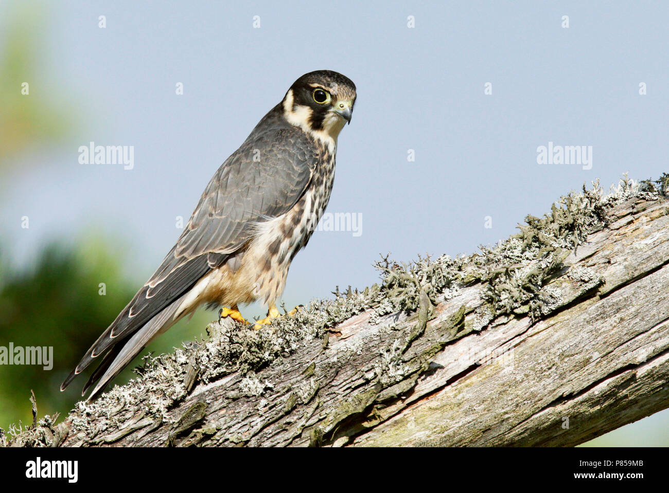 Eurasian Hobby(Falco subbuteo) juvenile Stock Photo - Alamy