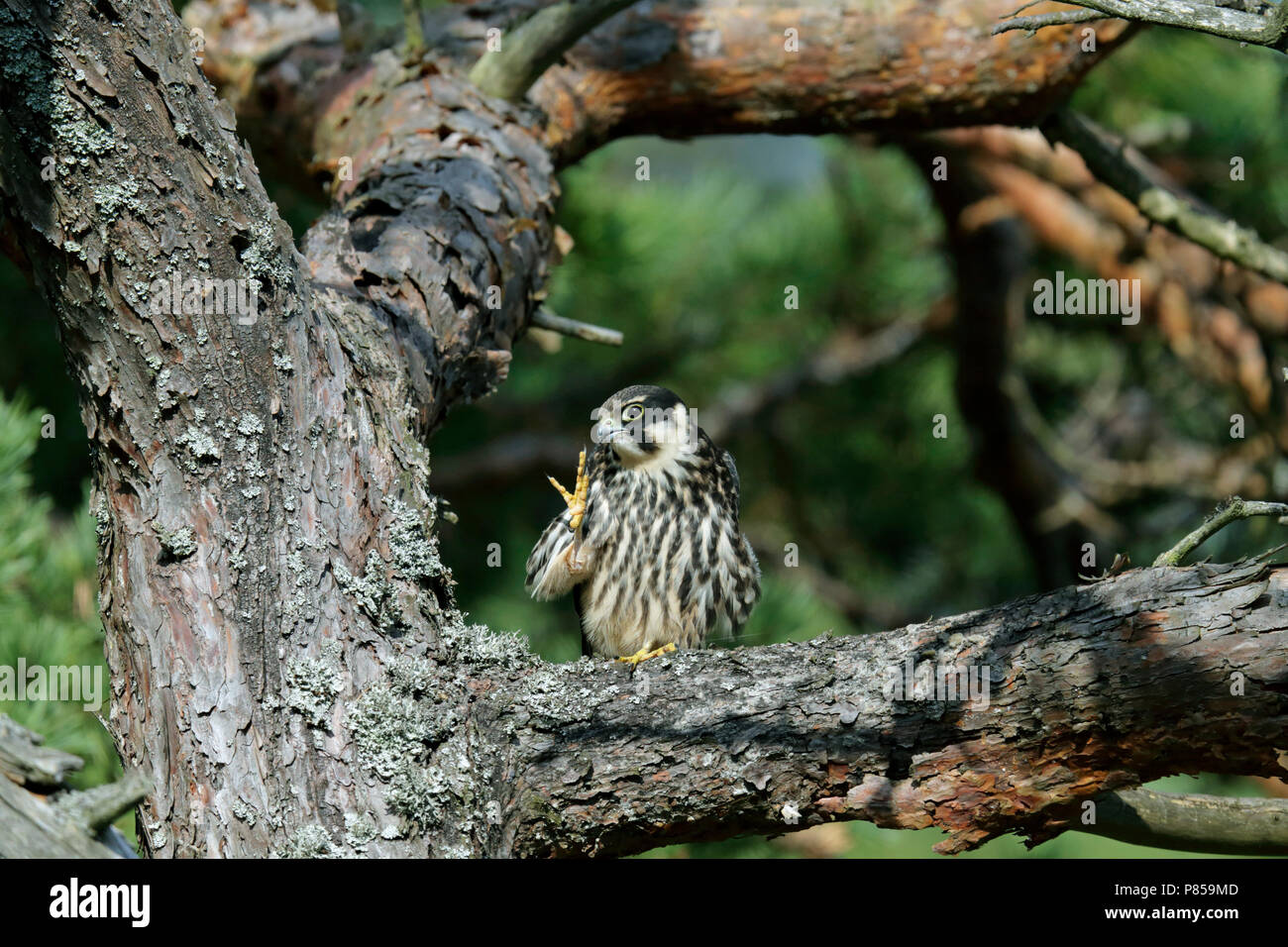Eurasian Hobby(Falco subbuteo) juvenile Stock Photo - Alamy