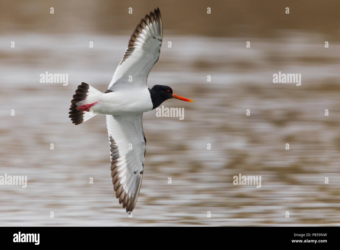 Beccaccia di mare; Oystercaycher; Aematopus ostralegus Stock Photo - Alamy