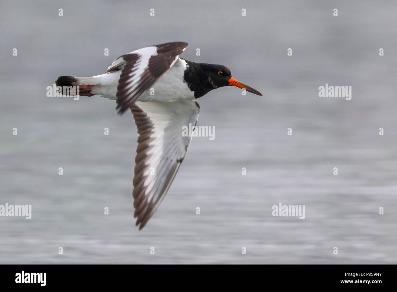 Beccaccia di mare; Oystercatcher; Haematopus ostralegus Stock Photo - Alamy