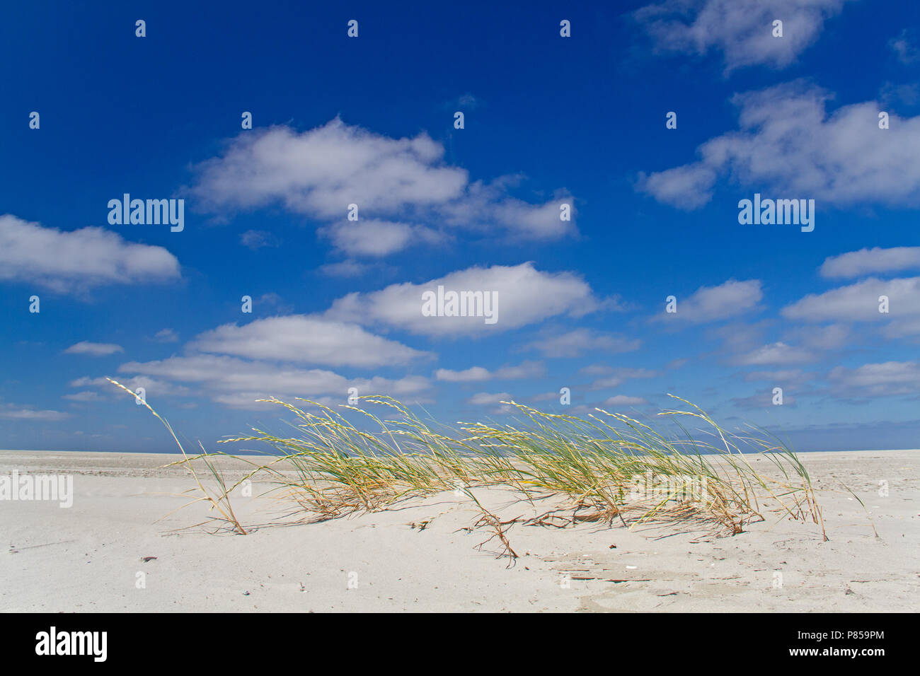 Sand couch grass hi-res stock photography and images - Alamy