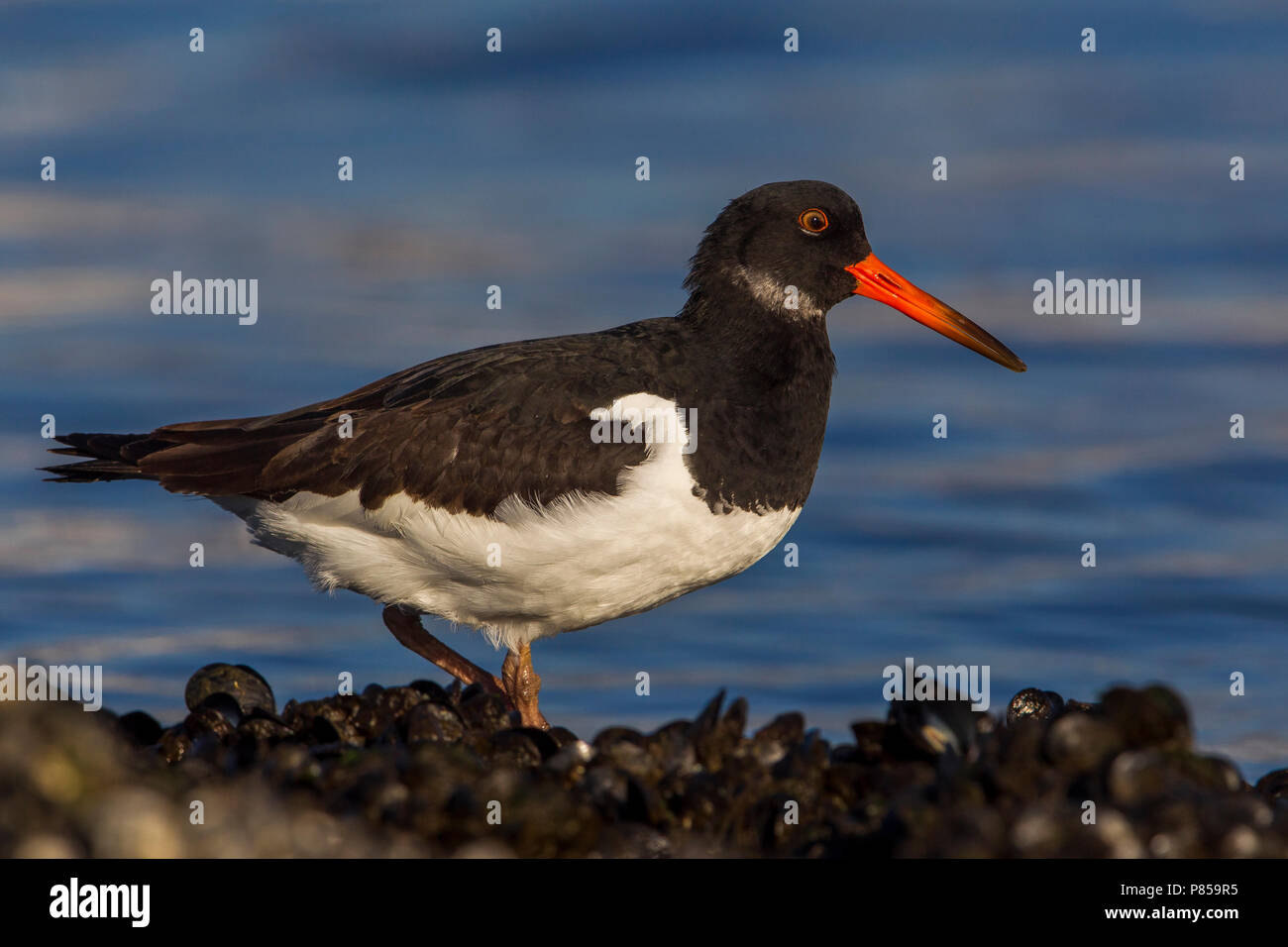 Porto di mare hi-res stock photography and images - Alamy