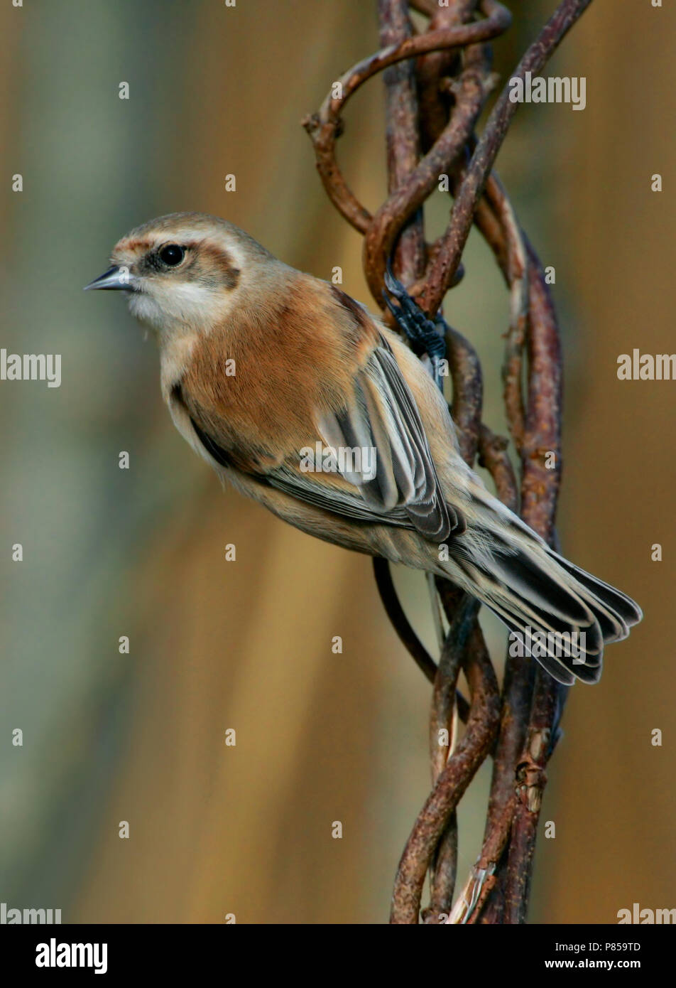 Penduline Tit; Buidelmees Stock Photo - Alamy