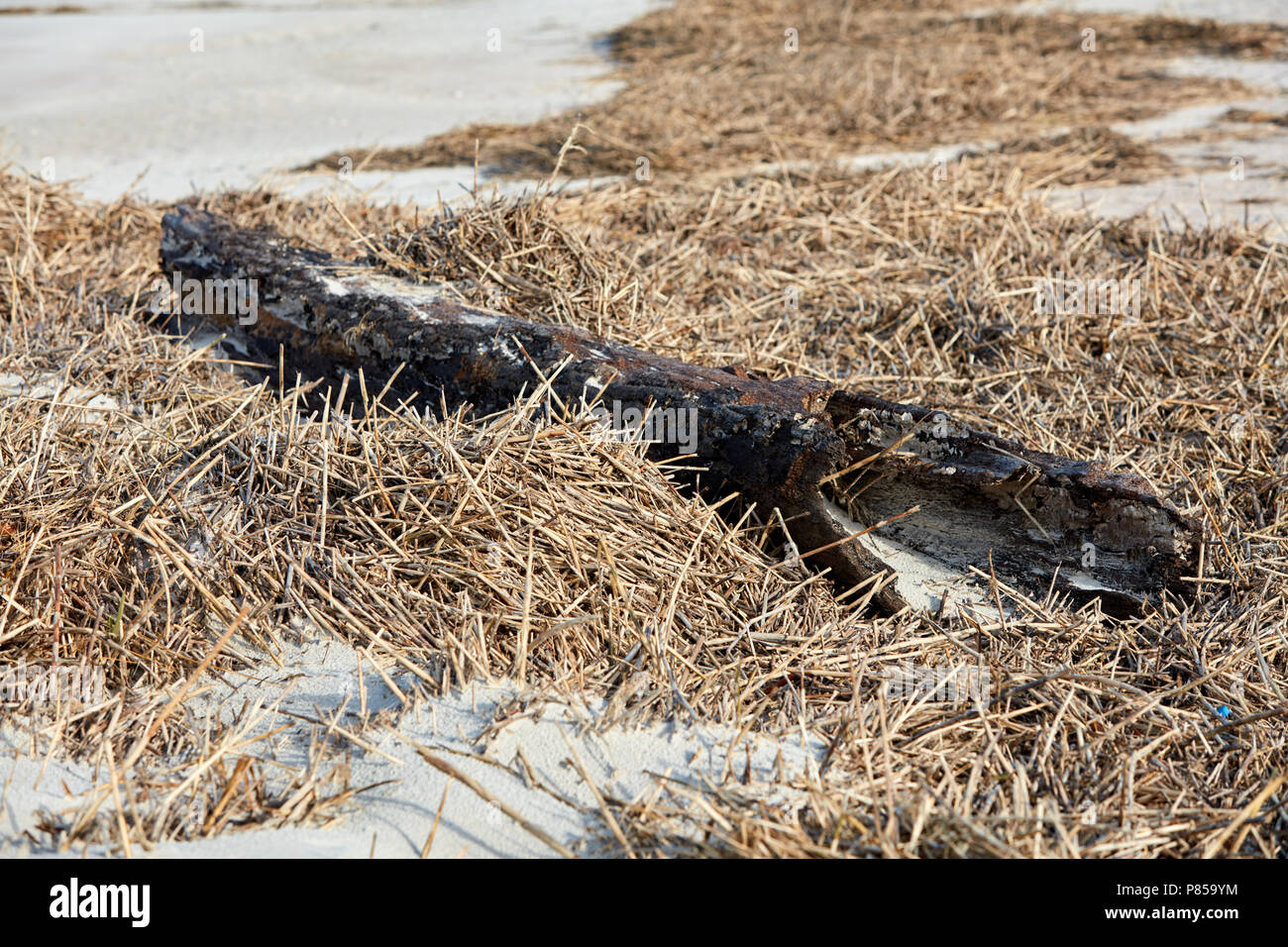 Log in the beach hi-res stock photography and images - Alamy