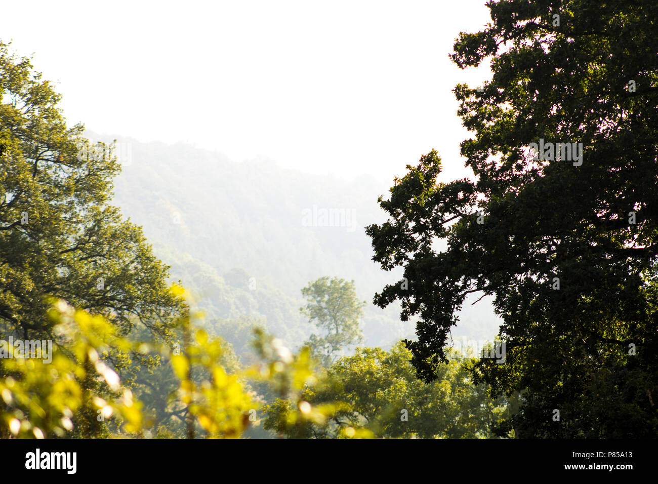 Landscape/Scenic view of a fading countryside view with trees and ...