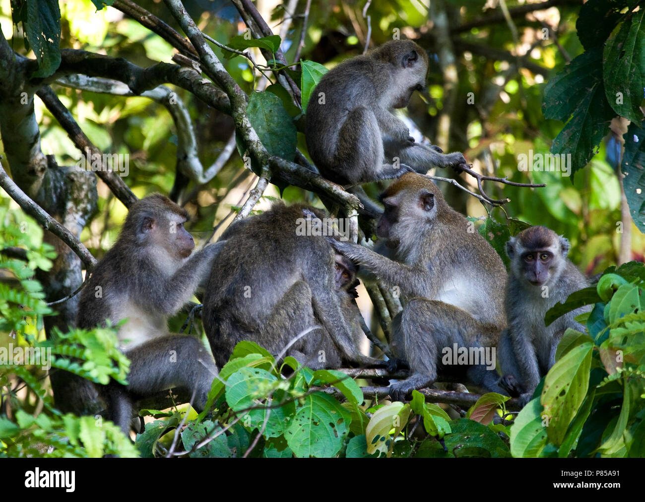 Macaque monkey on kinabatangan river hi-res stock photography and ...