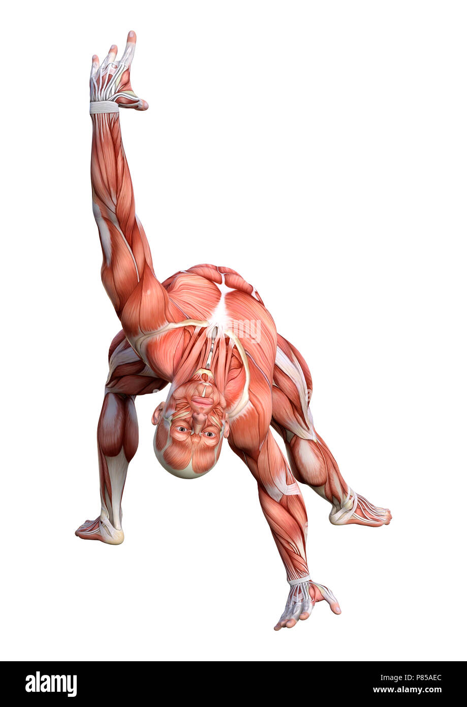 3D rendering of a male anatomy figure with muscles map isolated on ...