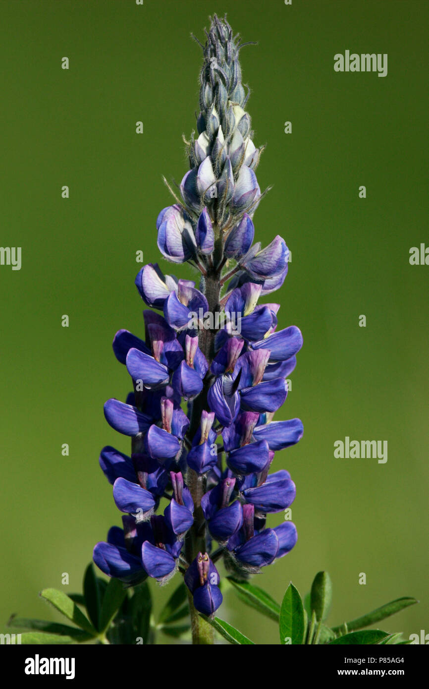 Alaskaanse Lupine; Nootka lupin Stock Photo - Alamy