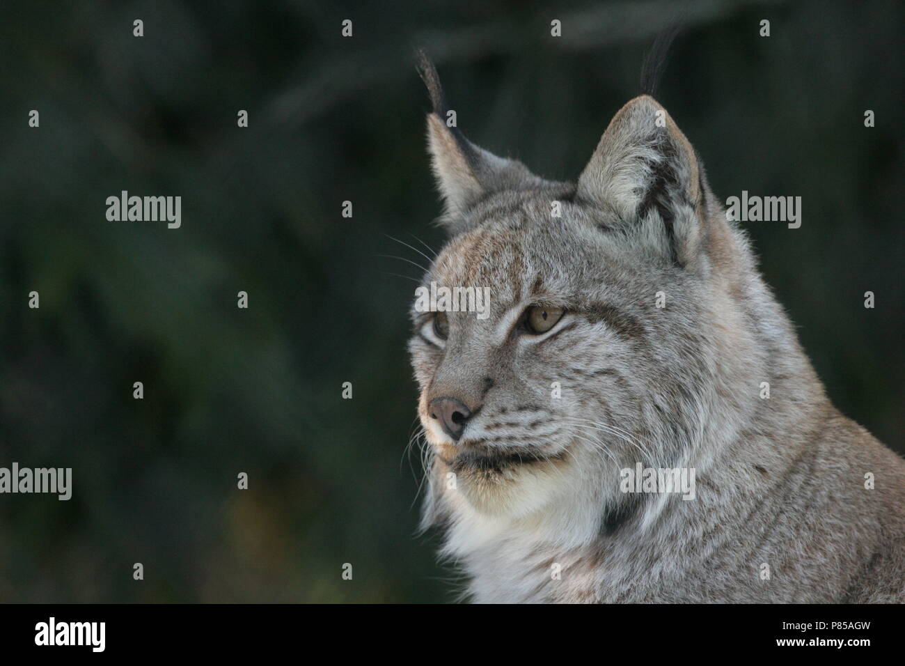 Europese lynx hi-res stock photography and images - Alamy