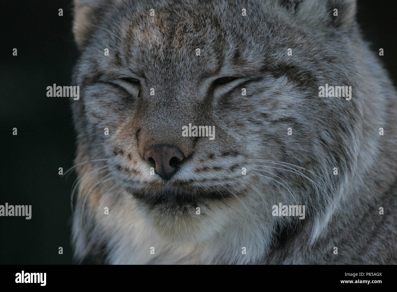 Europese Lynx High Resolution Stock Photography and Images - Alamy
