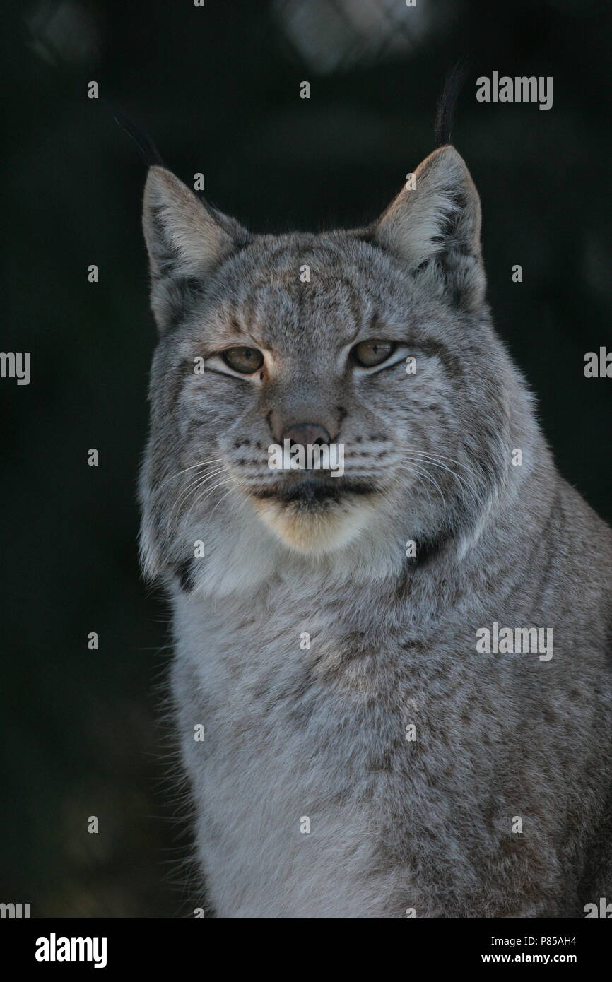 Europese Lynx High Resolution Stock Photography and Images - Alamy