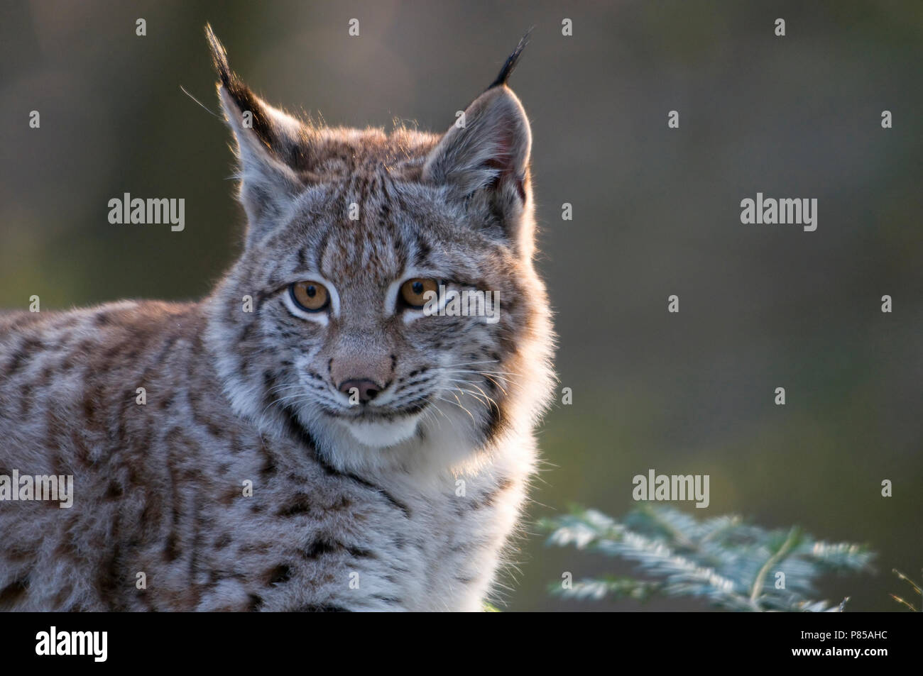 Lynx eurasian hi-res stock photography and images - Alamy