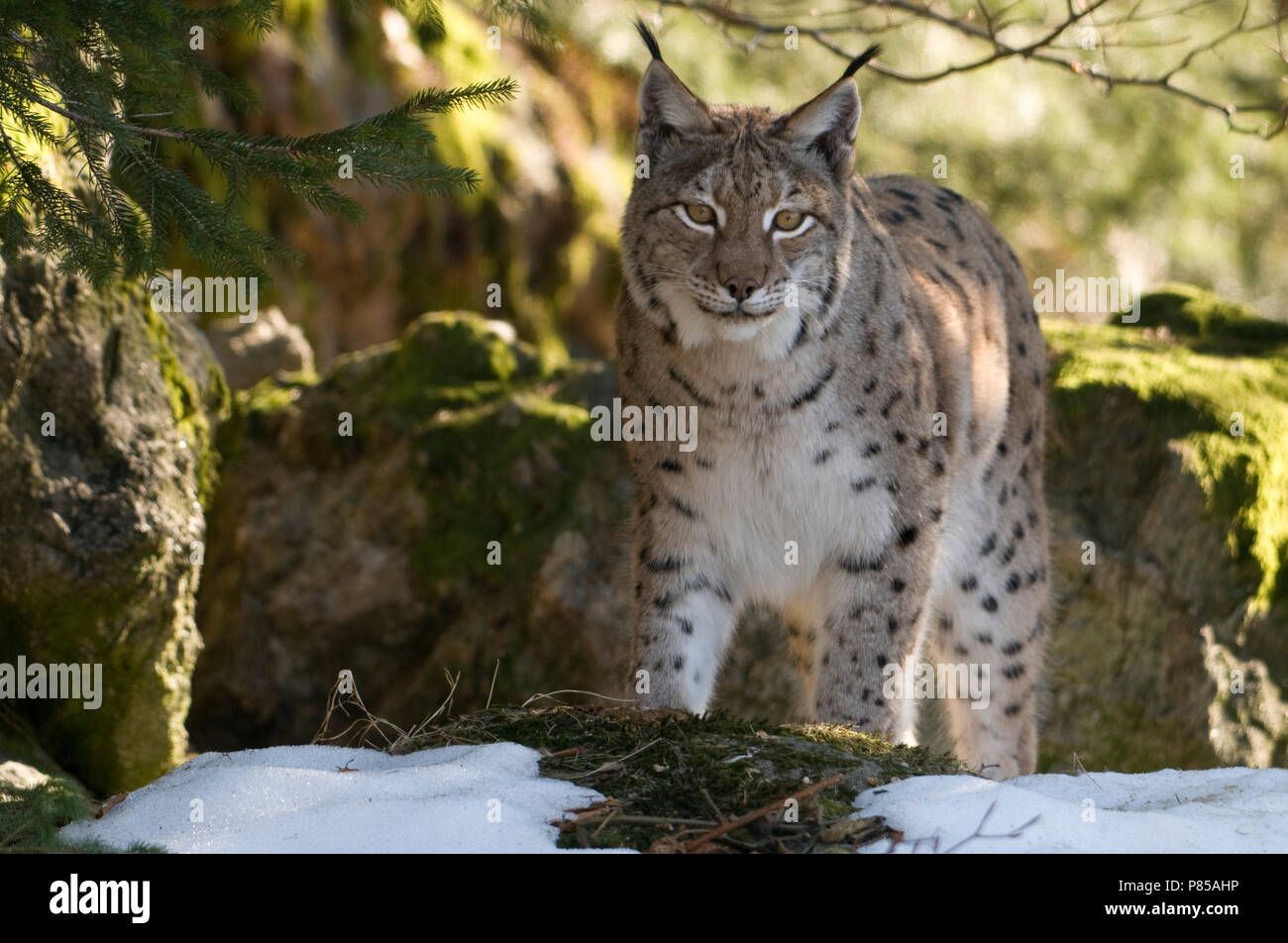 Lynx in gevangenschap; Captive Eurasian Lynx Stock Photo - Alamy