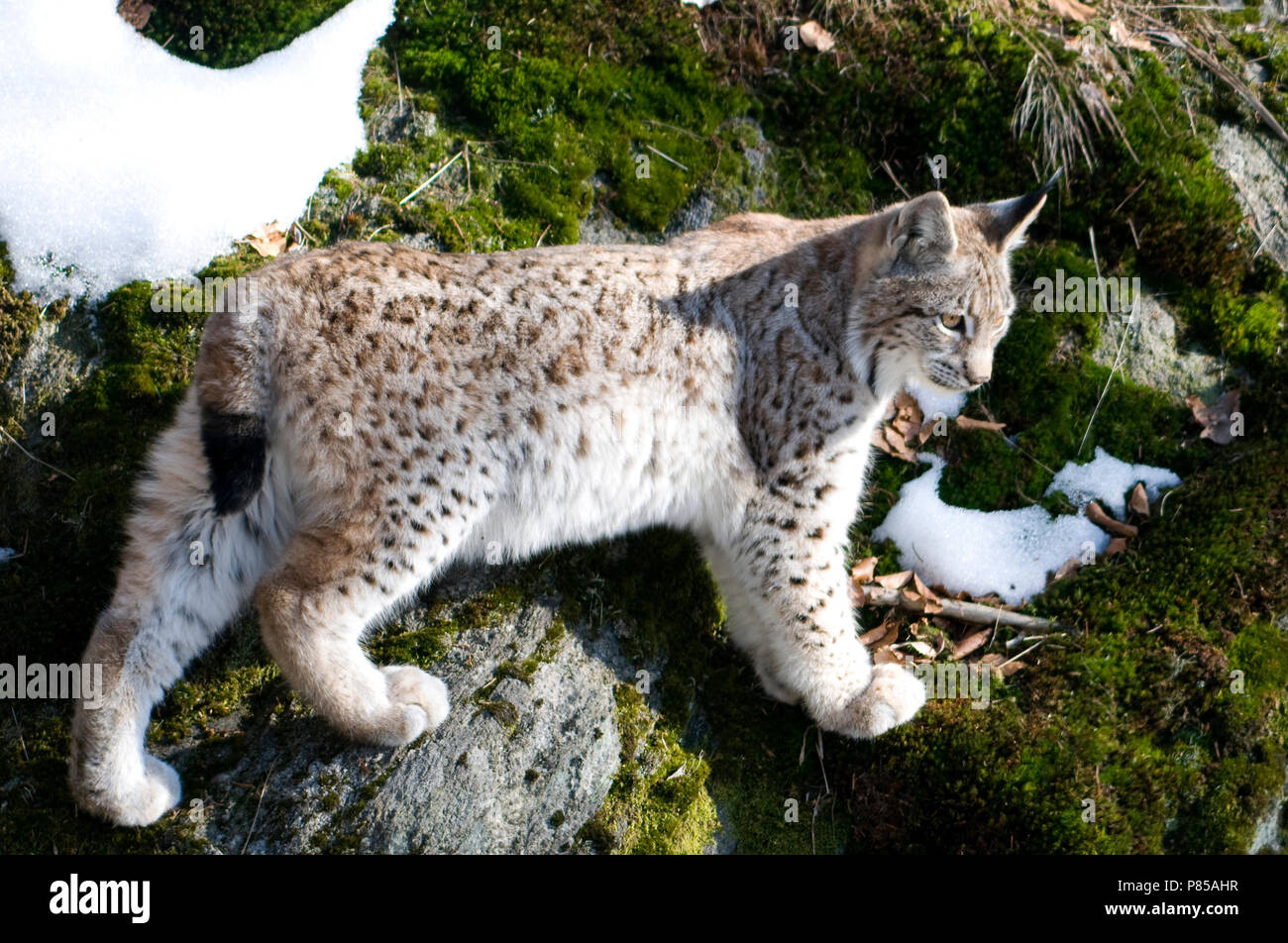 Lynx in gevangenschap; Captive Eurasian Lynx Stock Photo - Alamy