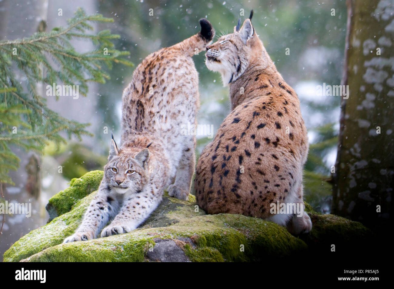 Lynx eurasian hi-res stock photography and images - Alamy