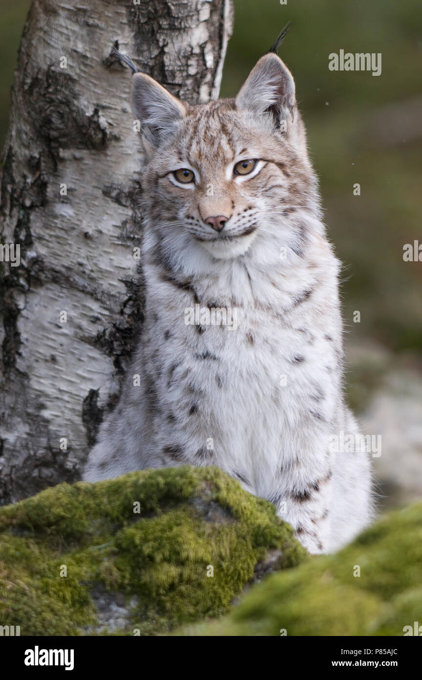 Lynx in gevangenschap; Captive Eurasian Lynx Stock Photo - Alamy