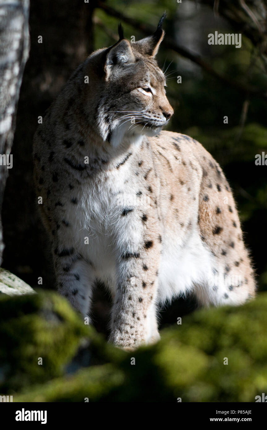 Lynx eurasian hi-res stock photography and images - Alamy