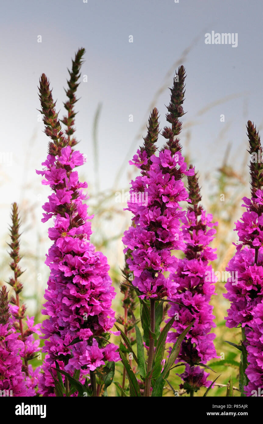 Grote Bloem High Resolution Stock Photography and Images - Alamy