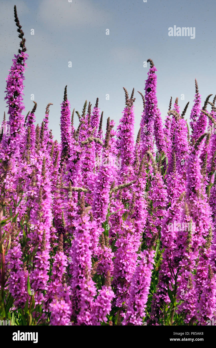 Grote Bloem High Resolution Stock Photography and Images - Alamy