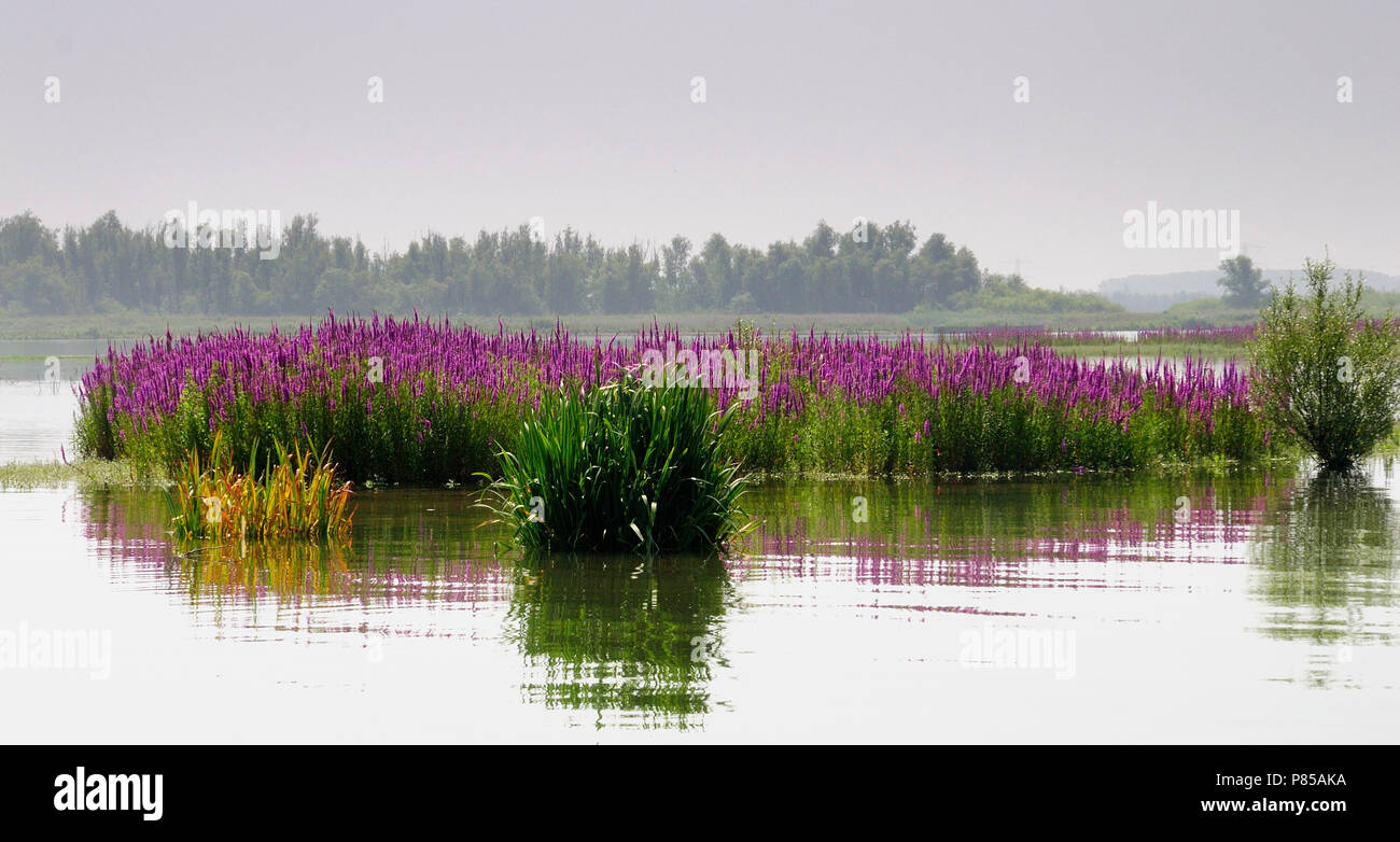 Grote Bloem High Resolution Stock Photography and Images - Alamy