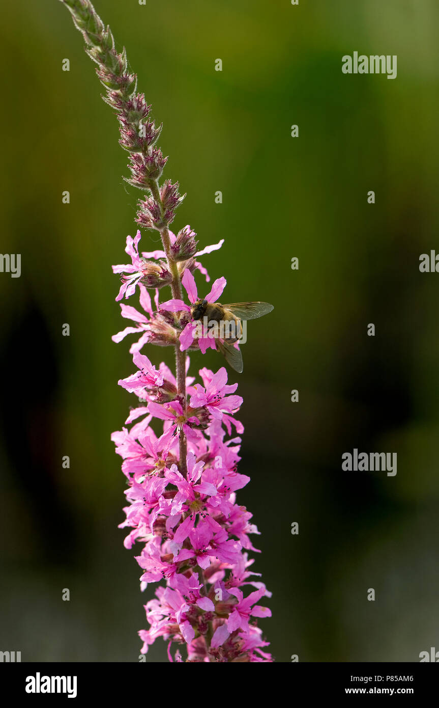 Bloeiende Grote kattenstaart, Flowering Purple-loosestrife Stock Photo ...