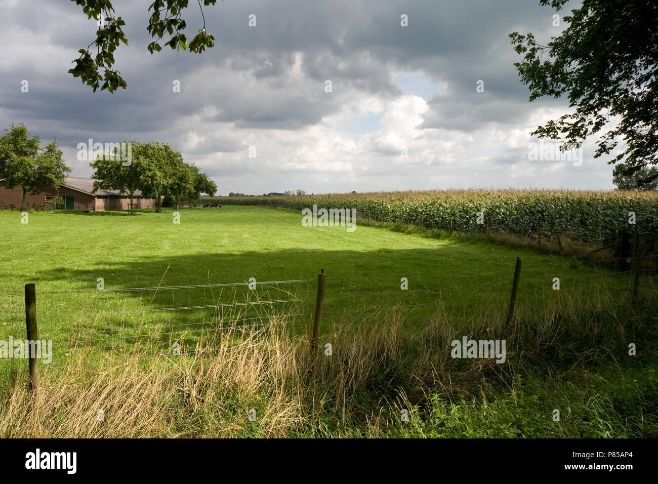 Mais akker hi-res stock photography and images - Alamy