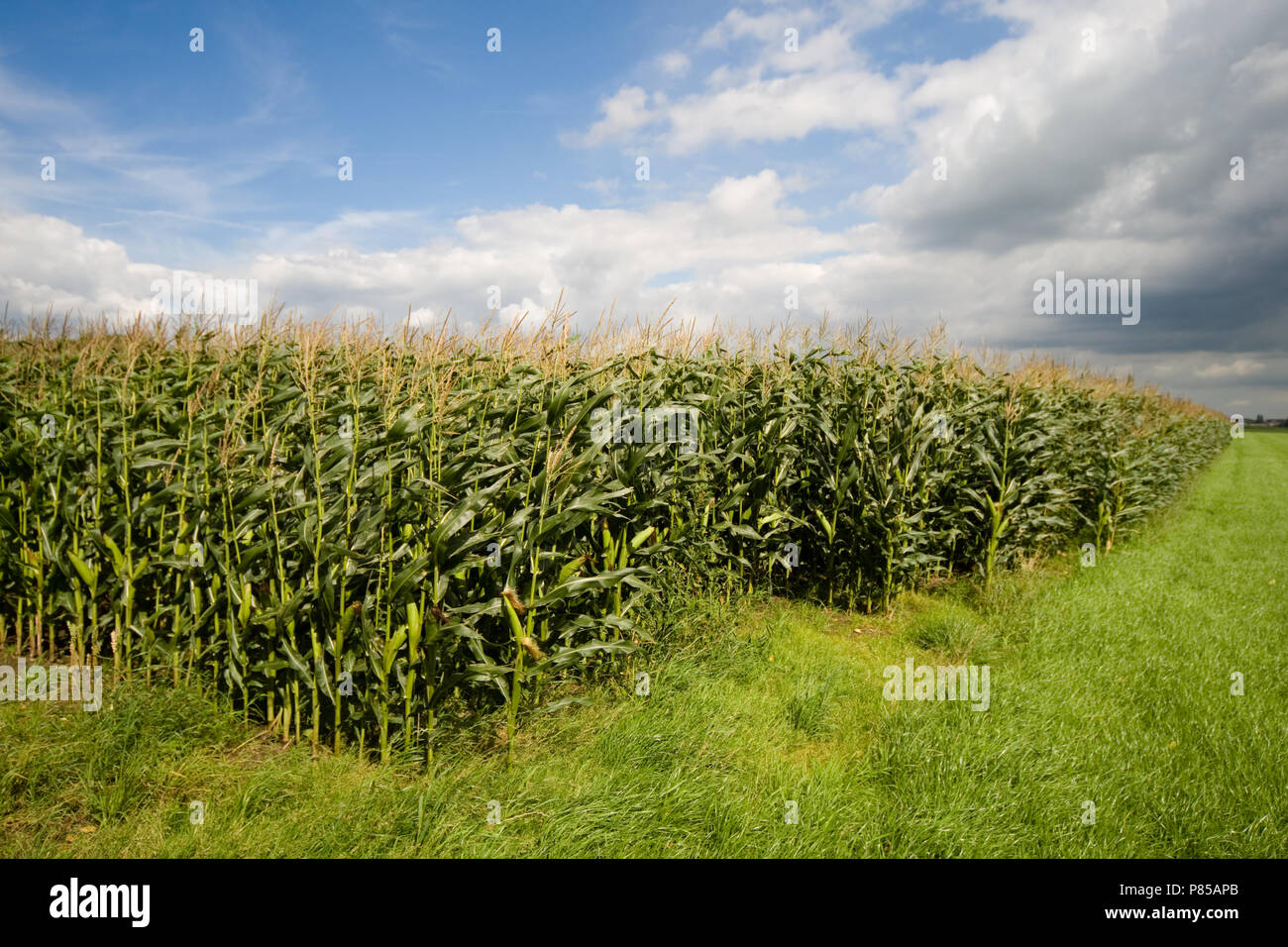 Mais akker hi-res stock photography and images - Alamy