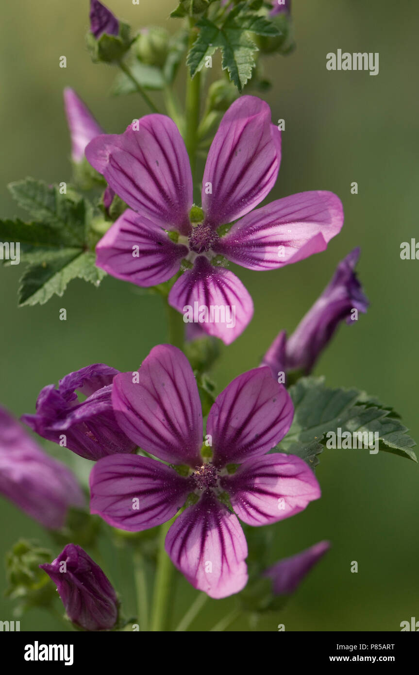 Groot kaasjeskruid, Common Mallow Stock Photo - Alamy