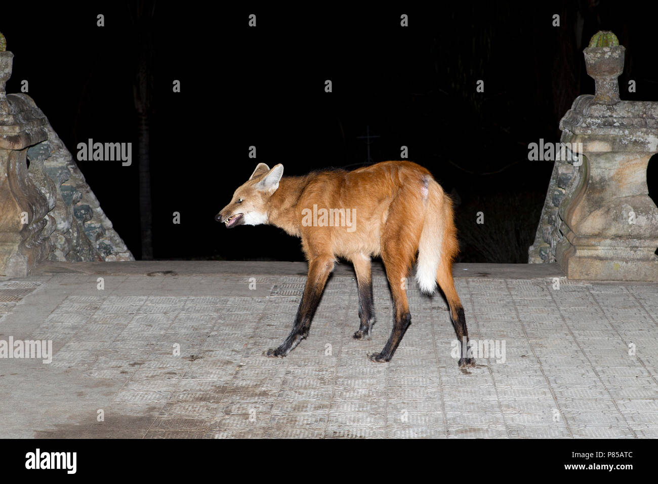 Maned wolf brazil hi-res stock photography and images - Alamy
