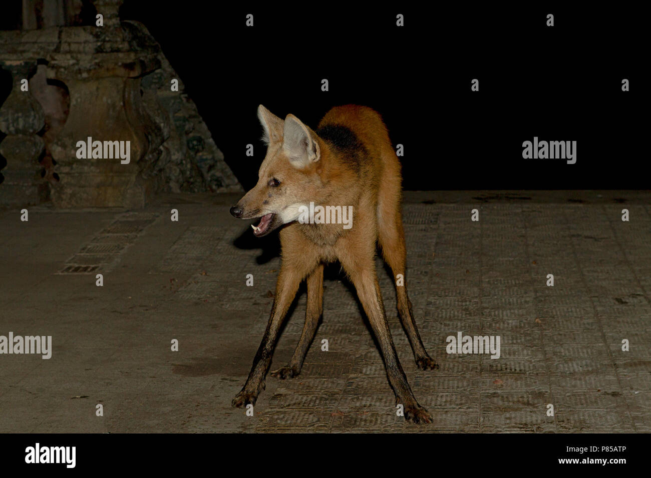 Maned Wolf Brazil Stock Photos & Maned Wolf Brazil Stock Images - Alamy