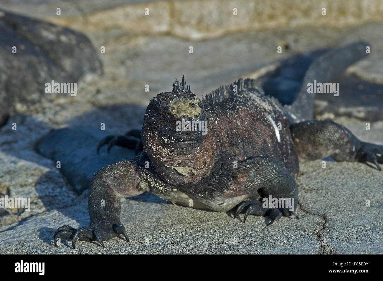 Marine Iguana on the Galapagos islands Stock Photo - Alamy