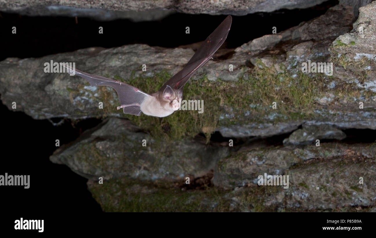 Paarse Hoefijzerneus verlaat grot, Mediterranean Horseshoe Bat leaving ...