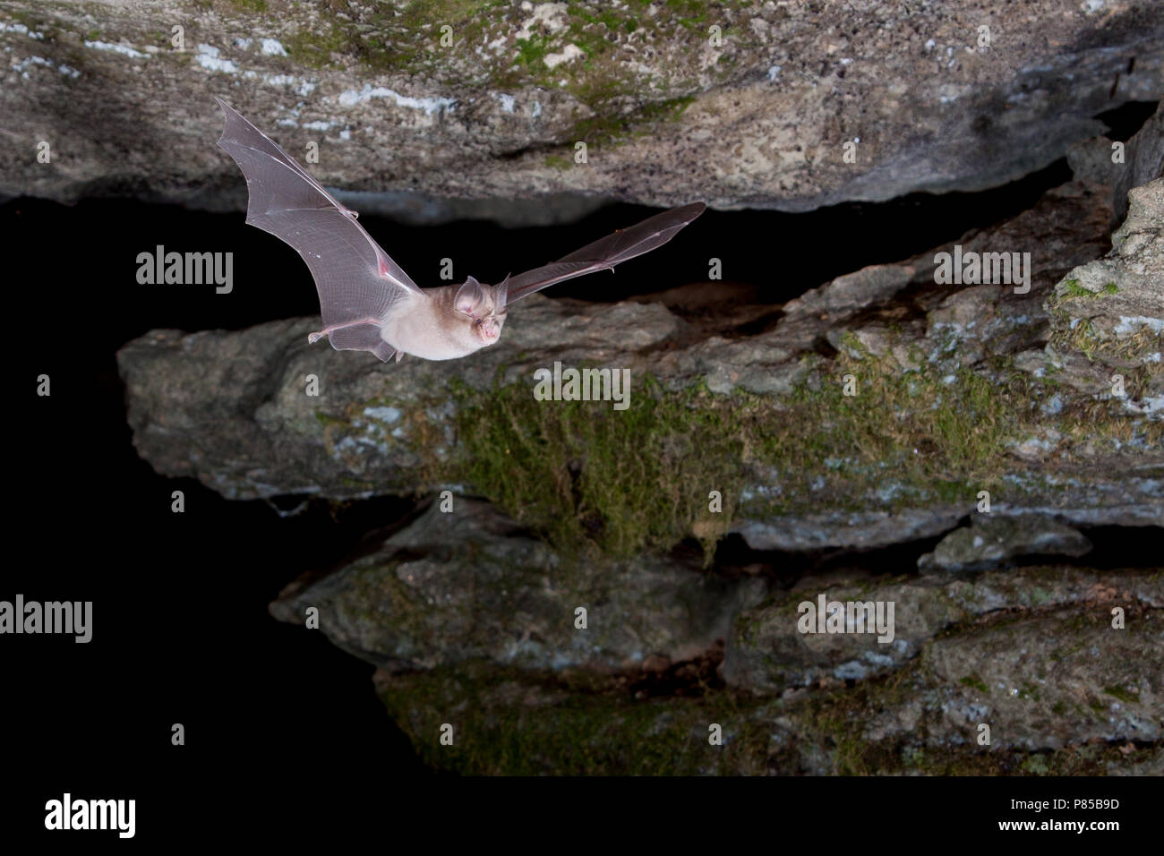 Paarse Hoefijzerneus verlaat grot, Mediterranean Horseshoe Bat leaving ...