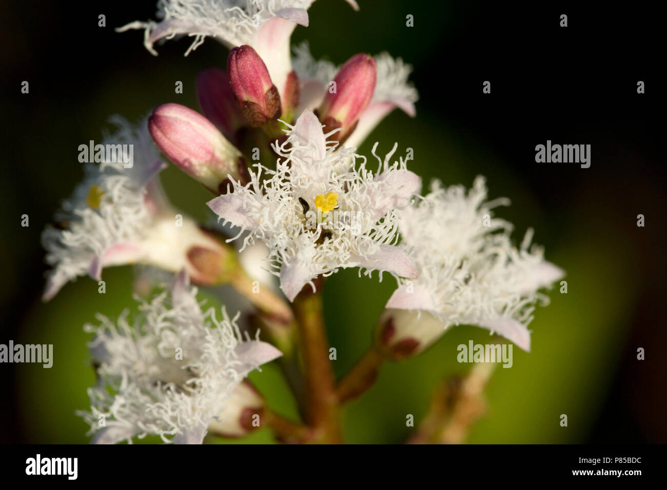 Waterdrieblad hi-res stock photography and images - Alamy