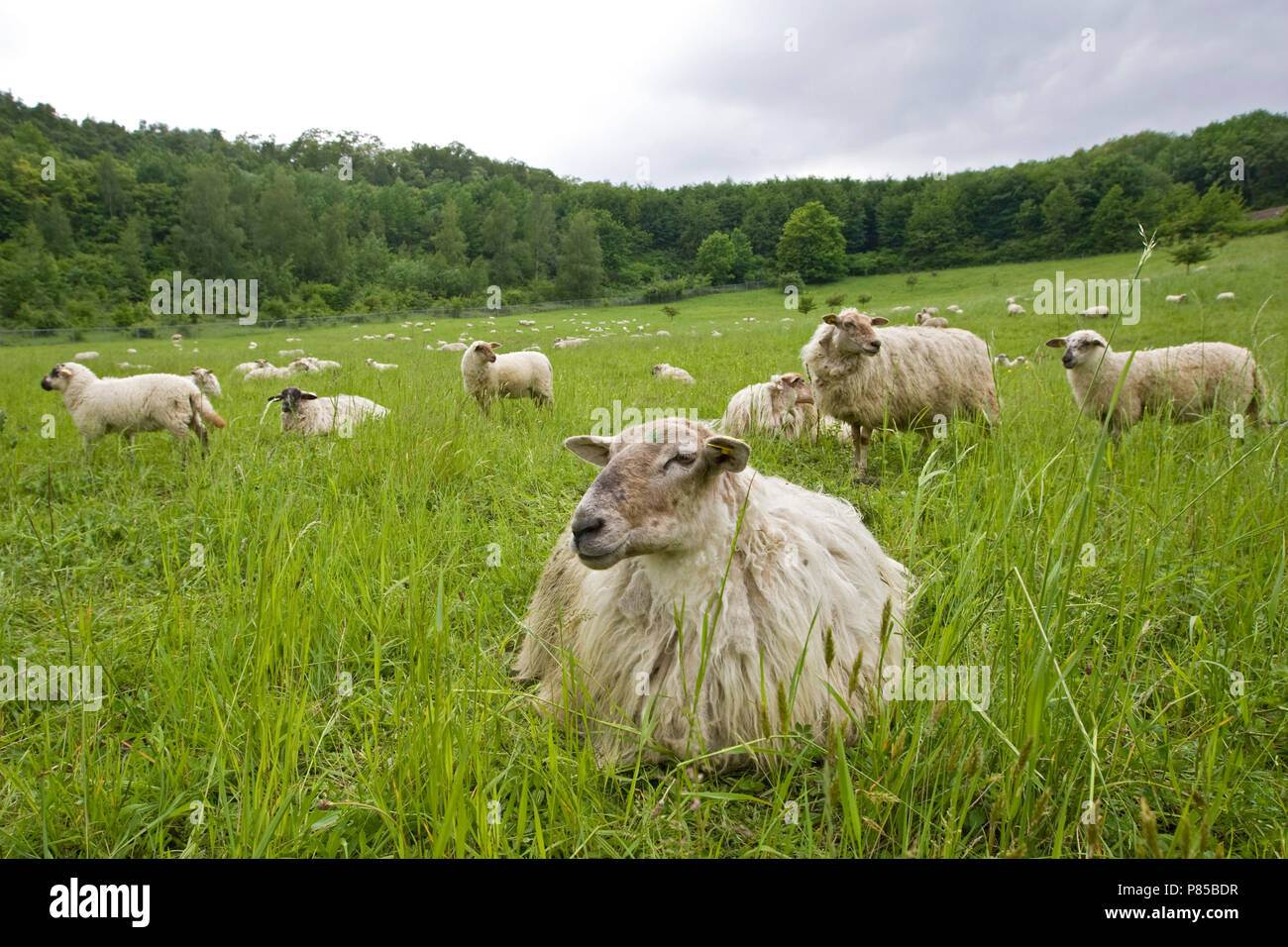 Schapenras hi-res stock photography and images - Alamy