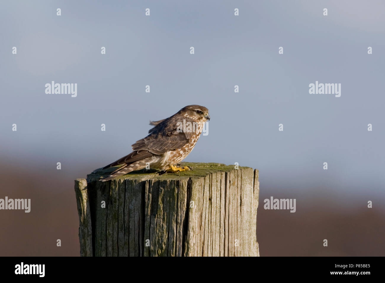 Female Merlin on a pole; Vrouwtje Smel op paal Stock Photo - Alamy