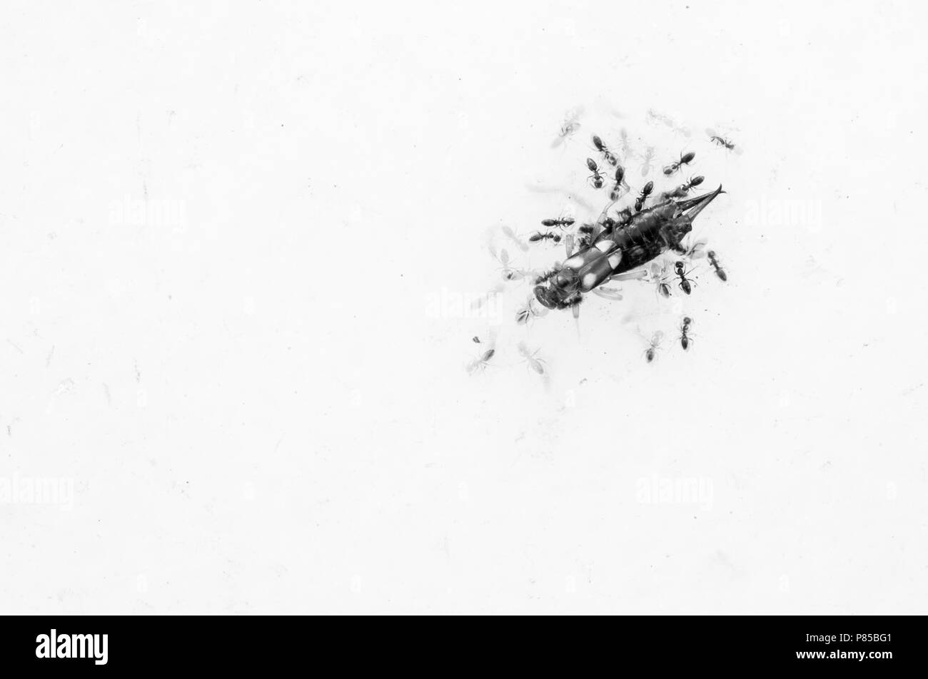 Rob De Wit High Resolution Stock Photography and Images - Alamy