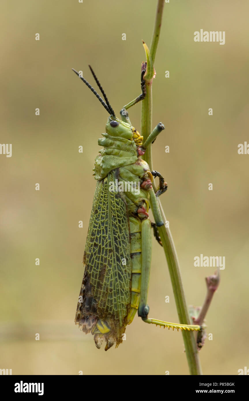 Phymateus spec op takje Zuid Afrika, Milkweed Locust at twig South ...