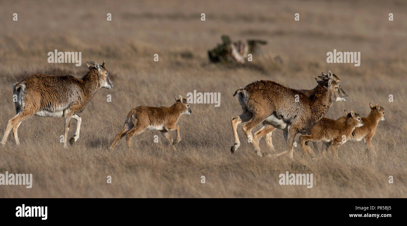 Moeflon vrouwtjes met jongen rennend; Mouflon females and young running ...