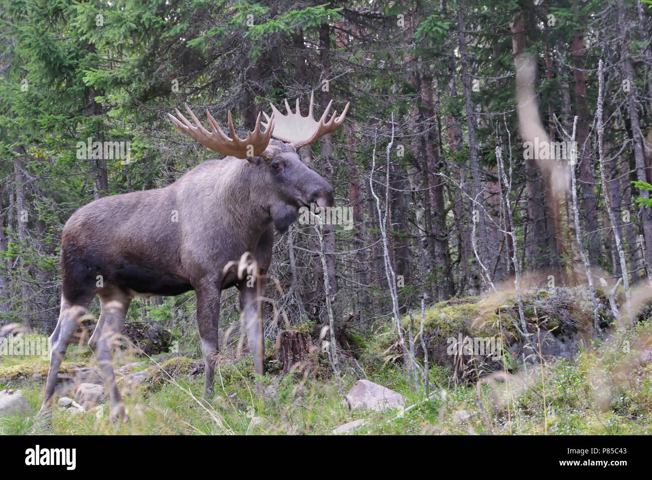 Male moose hi-res stock photography and images - Alamy