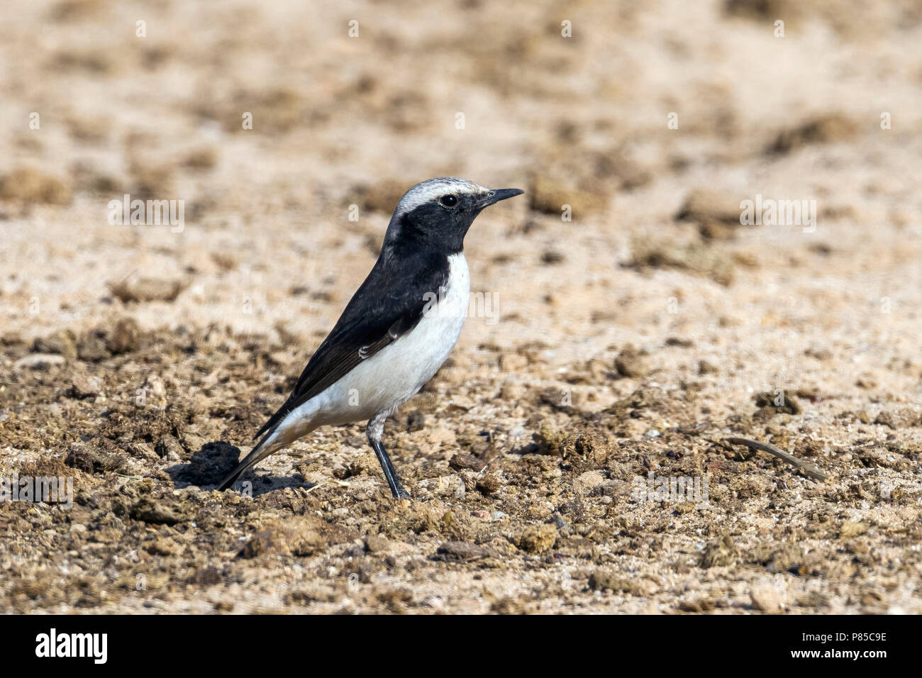 Al abraq hi-res stock photography and images - Alamy