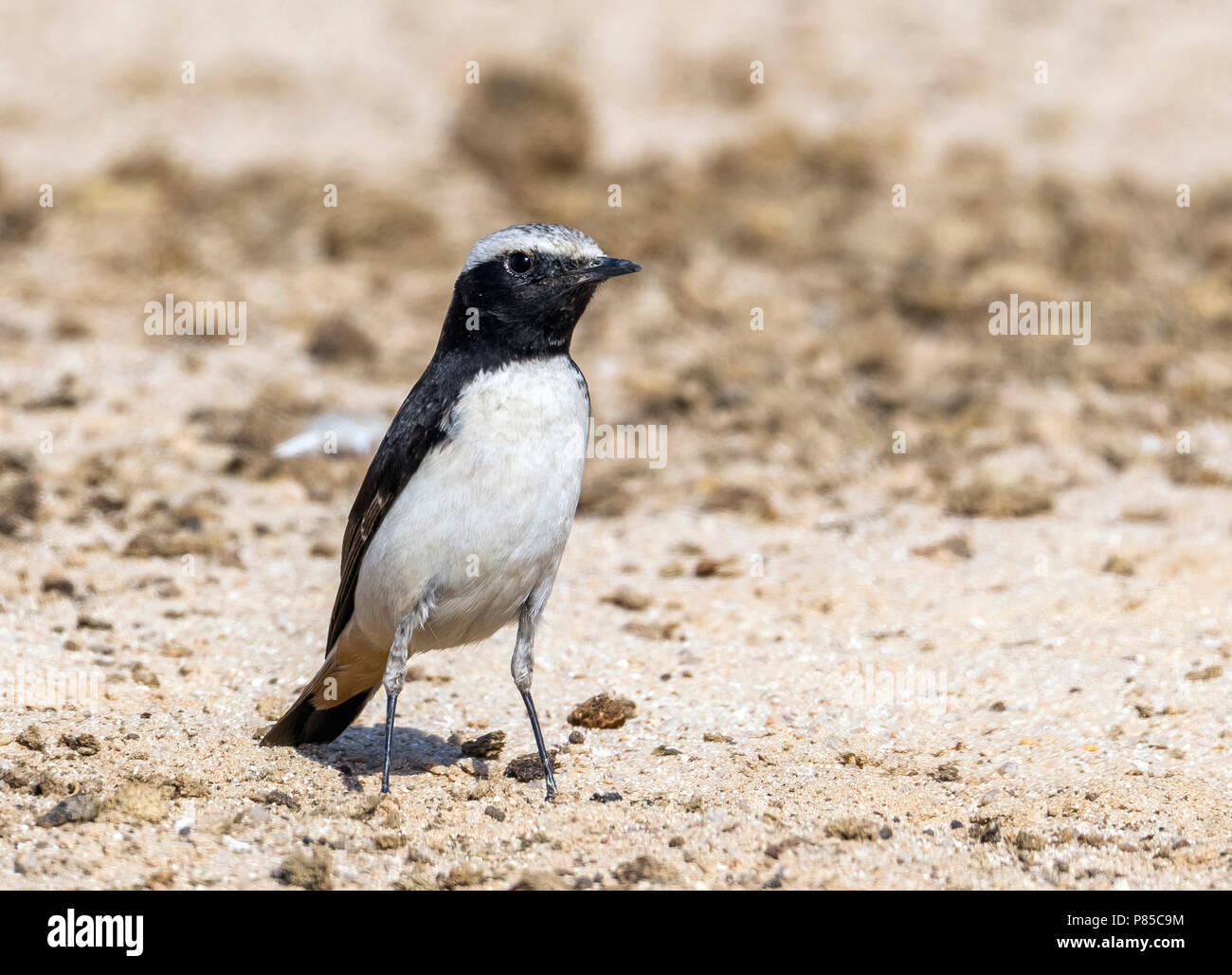 Kuwait desert hi-res stock photography and images - Alamy