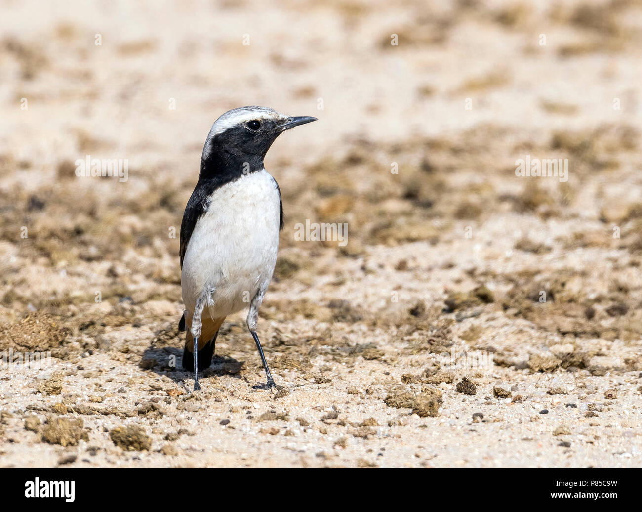 Kuwait desert hi-res stock photography and images - Alamy