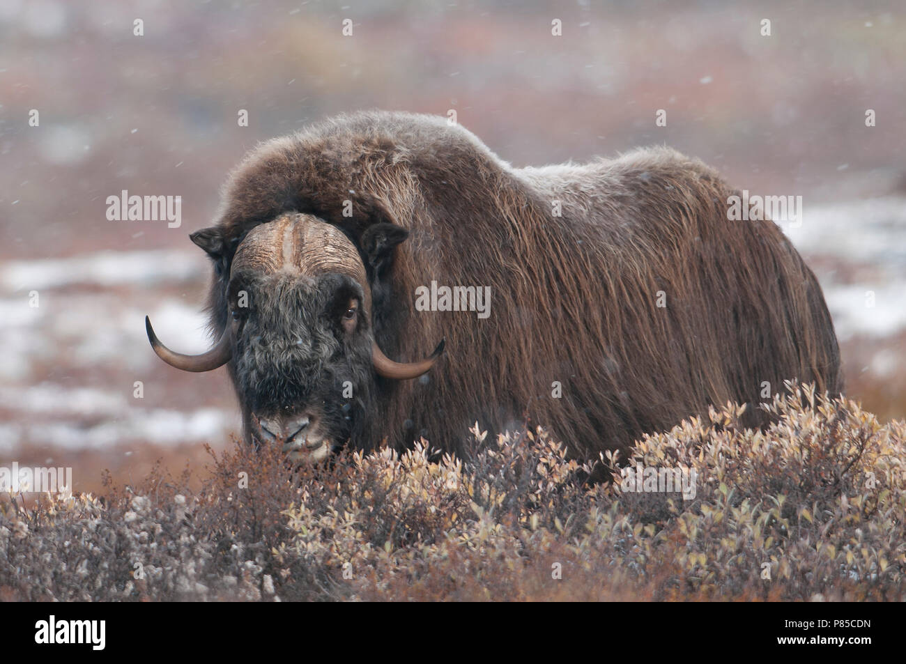 Muskusos hi-res stock photography and images - Alamy
